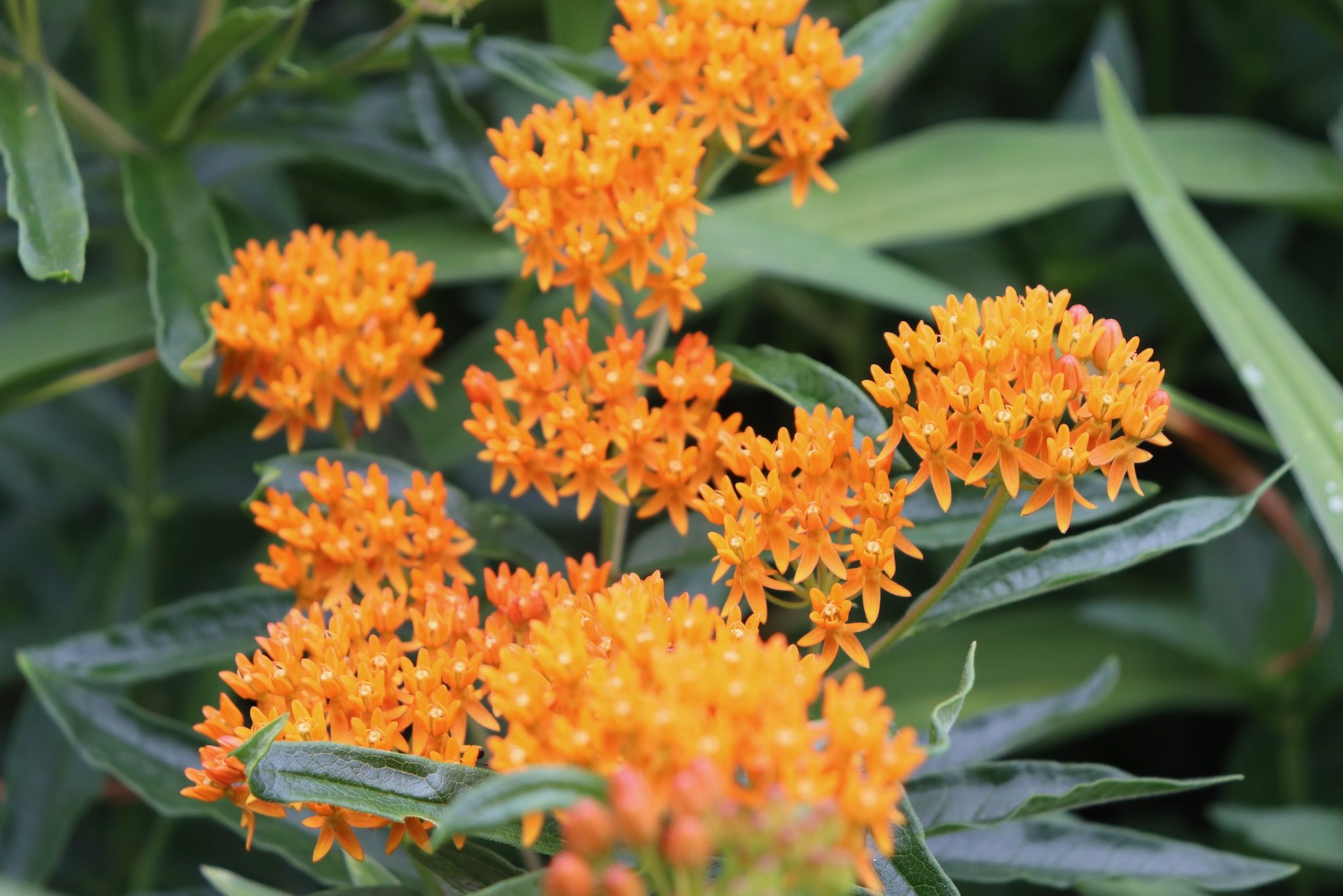 Butterfly Weed